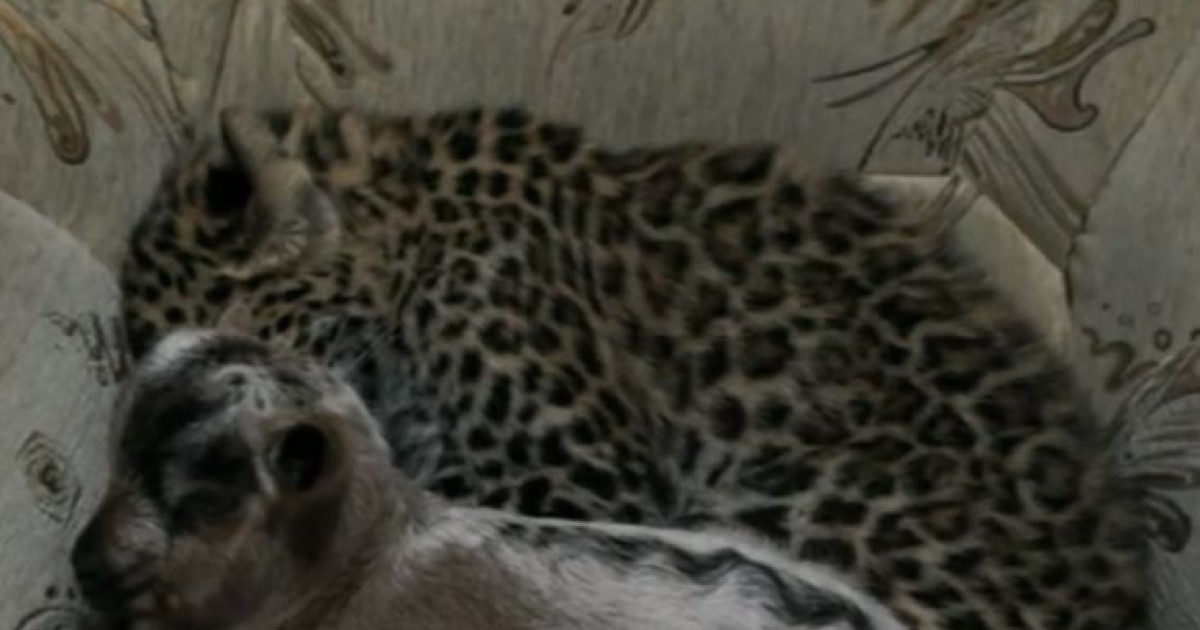 VIDEO. Un ied şi un pui de leopard din Rusia sunt de nedespărţit | Digi24