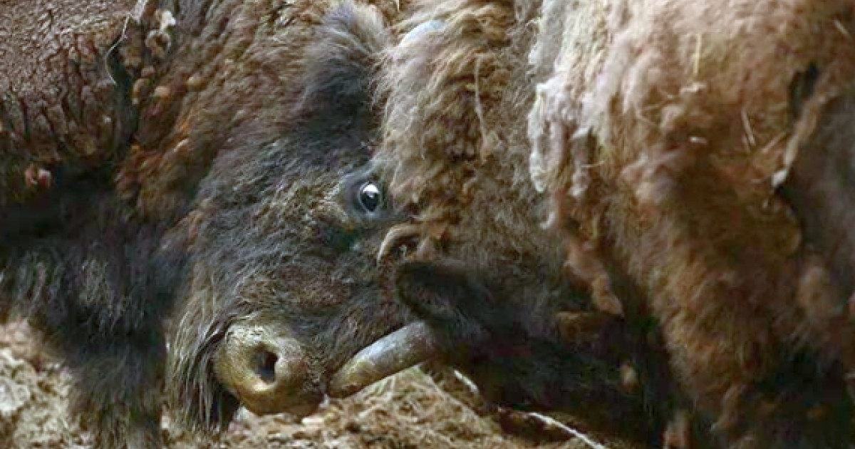 FOTOGALERIE Zimbrii se întorc în România. 17 exemplare din specia ...