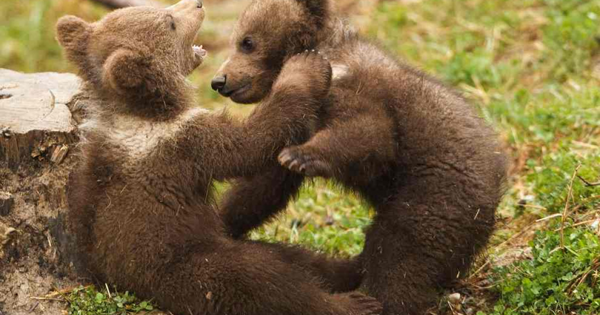 Un sfert din urşii Europei trăiesc în România | Digi24