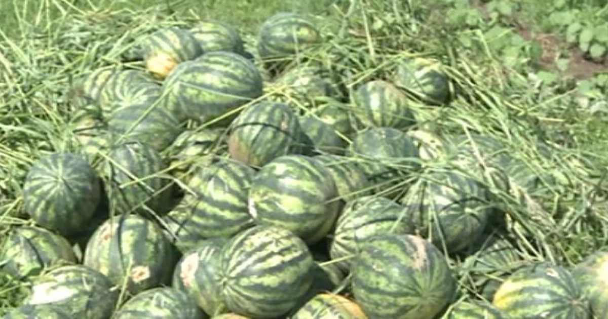 Șoarecii distrug recolta de pepeni din Arad | Digi24