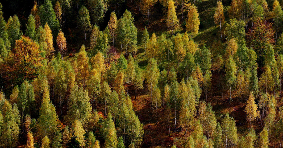 DNA Brașov verifică retrocedarea a 90.000 de hectare de pădure ...