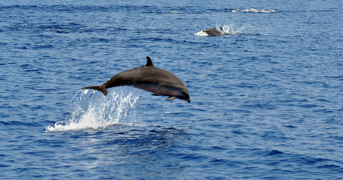 Pui de delfin, născut într-un parc acvatic | Digi24
