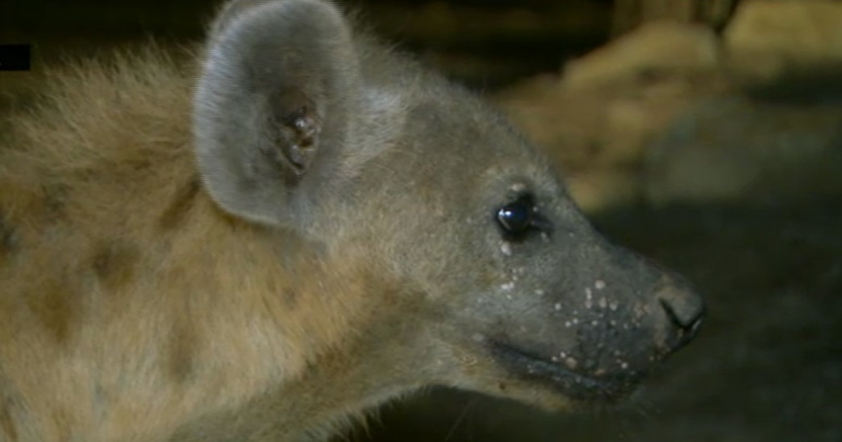 Digi Animal World: Top 60 animale periculoase | Digi24