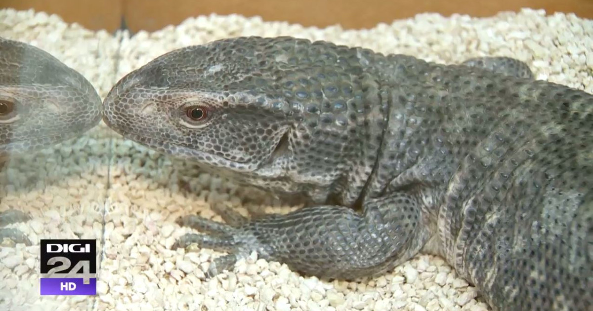 DIGIPET. Sfaturile specialiștilor: cum să creșteți varanul în ...