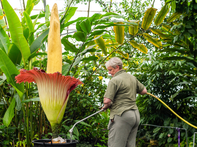 Botaniștii chinezi au reușit să obțină semințe de la două exemplare de ...