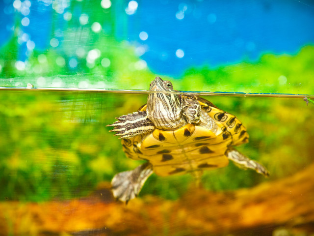 Povestea trista a unui pui de testoasa gasit mort& Ce i-au descoperit ...