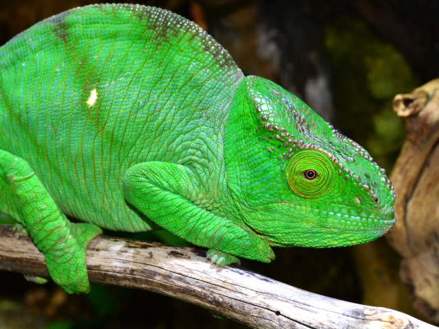 Cum arata cameleonul de marimea unei furnici