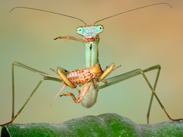 O calugarita a reusit sa prinda un peste din apa& Cum a "pescuit" insecta
