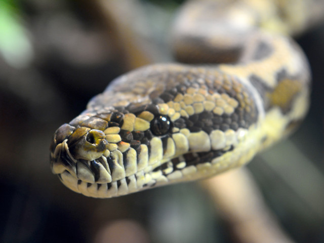 Dupa doua luni de cautari& o familie si-a regasit pitonul "docil si ...