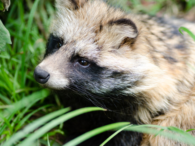 Arata ca un raton& dar e inrudit cu vulpile& Ce vietuitoare se ascunde ...