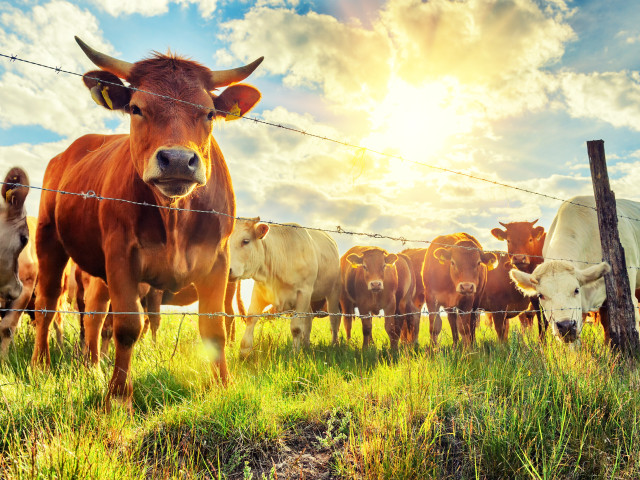 Vaci din Rusia au primit casti VR pentru a le &OpenCurlyDoubleQuote ...