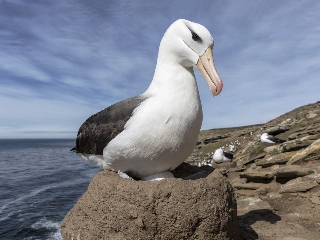 Cea mai batrana pasare fertila din lume va face pui din nou la 68 de ...