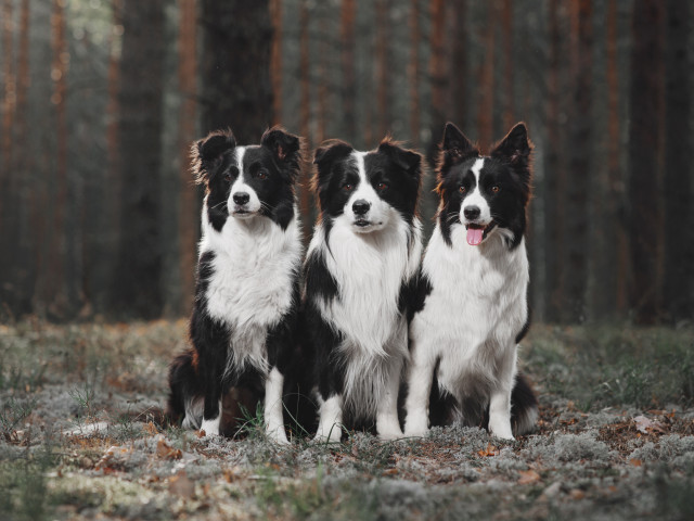 3 caini ar putea restaura padurile arse din Chile& Ce metoda ingenioasa ...