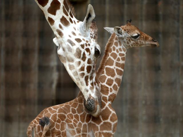 VIDEO& Primii pasi ai unui pui de girafa la doar cateva minute dupa nastere