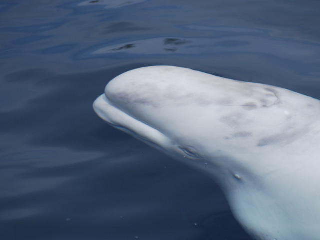 O balena alba& „spion” al Rusiei& Mamiferul avea un ham cu o camera de ...