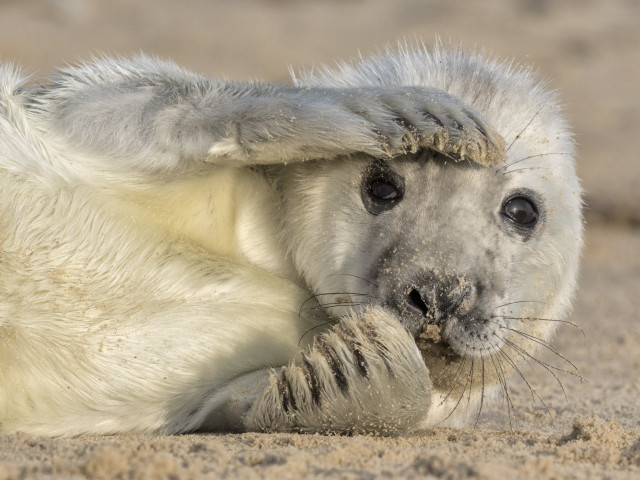 Peste 100 de pui de foca s-au nascut in Tamisa la 60 de ani dupa ce ...