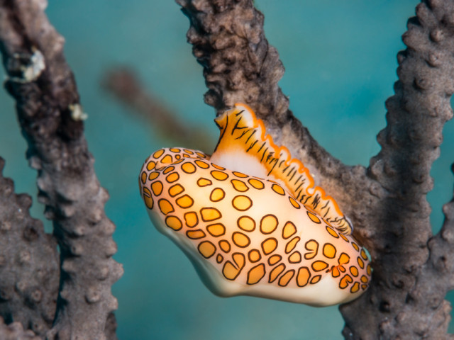 7 cele mai ciudate creaturi acvatice