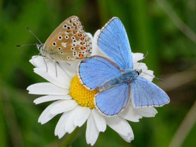 10 cei mai frumo&i fluturi din lume