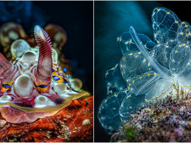 Imagini spectaculoase din adâncurile m&rii& Cele mai bizare creaturi ...