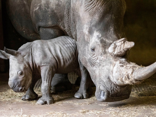 Momentul în care o femel& de rinocer alb d& naștere puiului ei ...