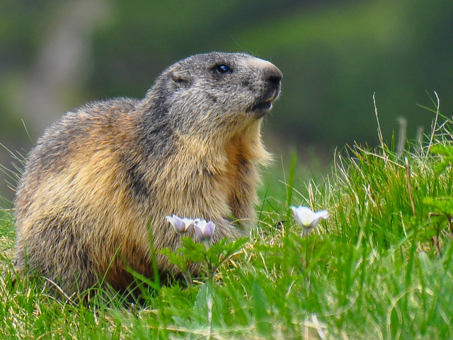 Vân&toarea de marmote& interzis& timp de trei ani în Mongolia& Roz ...