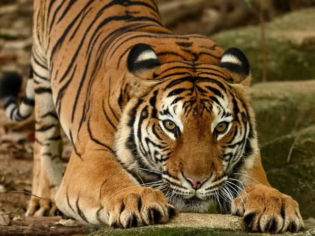 Tigrul malaezian risc& s& dispar& într-un deceniu& Sunt mai puțin de ...