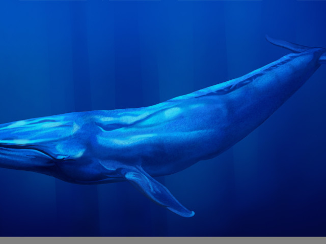 Balenele albastre înghit zilnic pân& la 10 milioane de fragmente de ...