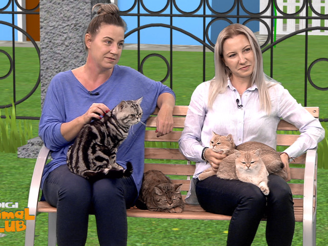 Adev&rul despre diveritatea rasei de pisici British& Sâmb&t&& la Digi Animal Club& afl&m cum se ...