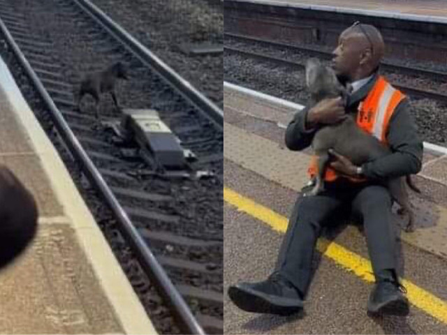 Momentul impresionant când un b&rbat salveaz& un câine de pe șinele de tren& Oamenilor nu le-a ...