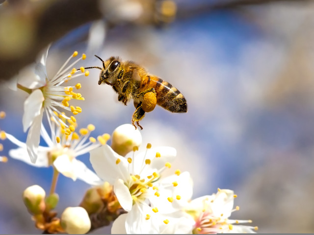 5 lucruri inedite despre albine