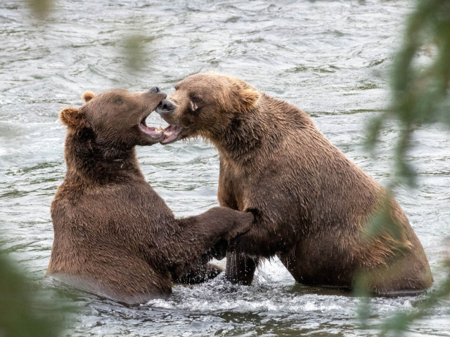 Imagini incredibile cu doi urși care se joac& într-un râu& Momentul a ...