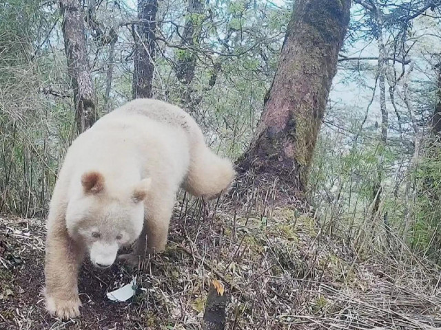 Imagini inedite cu un panda complet alb& Cât de rar este acest animal ...