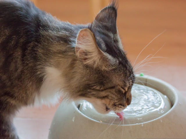 Momentul când un b&rbat salveaz& o pisic& de la epuizare termic&& Imaginile i-au emoționat pe ...