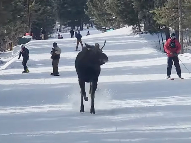 Momentul când un elan apare pe o pârtie din SUA& Animalul s&lbatic este ...