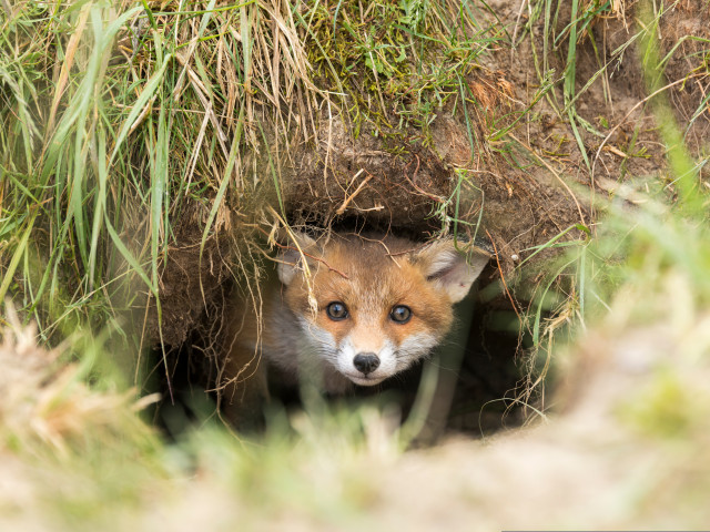 Pui de vulpe malnutrit& salvat de poli&i&tii din Arad& A fost g&sit în ...