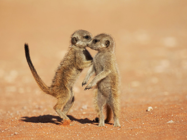 Imagini inedite cu dou& suricate care își arat& afecțiunea în fața unui ...