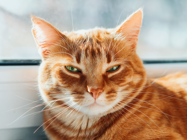 A fost dezv&luit secretul pisicilor portocalii& dup& 60 de ani de c&ut ...