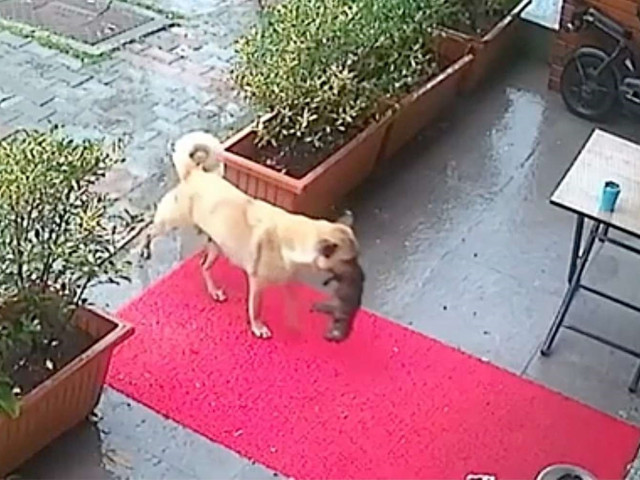 Gestul incredibil f&cut de o c&țeluș&& Și-a dus singur& puiul la veterinar& „O mam& știe ...