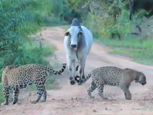 Reacția unui taur când este urm&rit de doi jaguari& Animalul nu s-a l ...