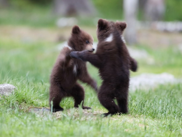 Imagini virale cu doi pui de urs& S-au luat la harț&& apoi au dansat și ...