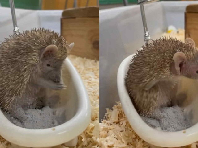 Imagini virale cu un tenrec care face baie într-o mini-cad&& Adorabilul ...