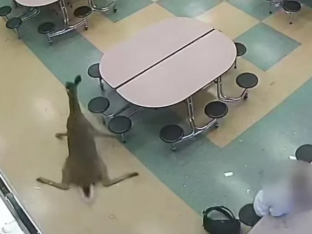 Haos la un liceu din Ohio& Un cerb a dat buzna prin geamul cantinei în ...