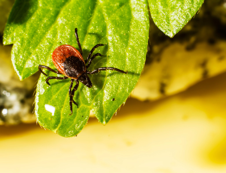 Pericol ascuns în sezonul cald& Bacteria rar& care poate provoca ...
