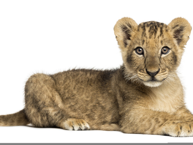 O femeie a fost reţinută după ce a crescut un pui de leu într-o cameră ...