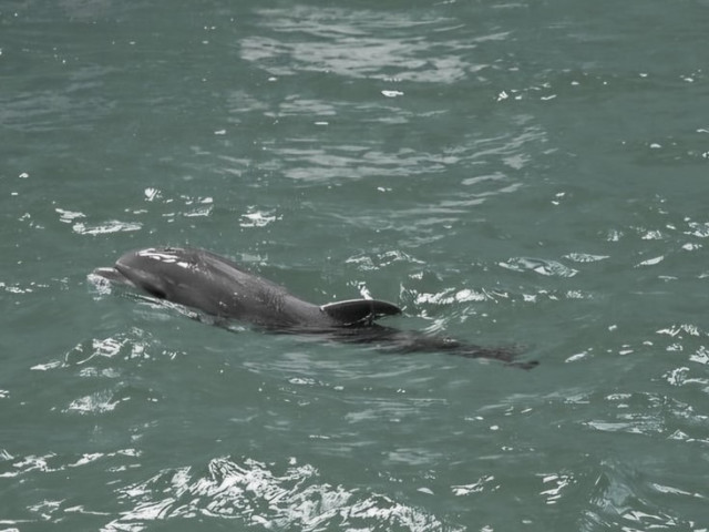 A murit primul pui de delfin care s-a născut în captivitate în România ...