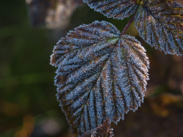 Minus 9,2 grade Celsius la Miercurea-Ciuc. Cea mai rece dimineaţă de 20 ...