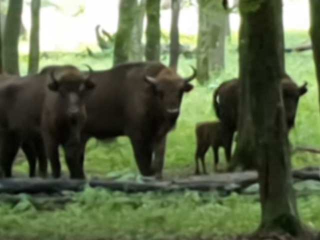 VIDEO: O turmă de zimbri face zid în jurul unui pui