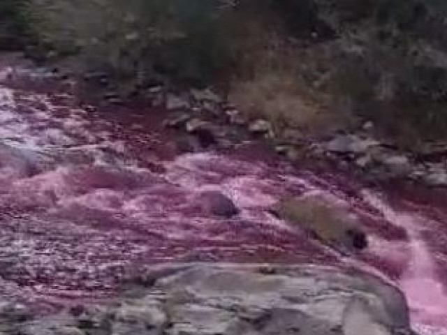 Râul Sălăuţa, plin de poluare. Apele afluentului s-au colorat în roșu ...