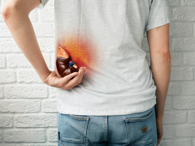 Un rinichi de porc continuă să funcţioneze în corpul unui om la peste o ...