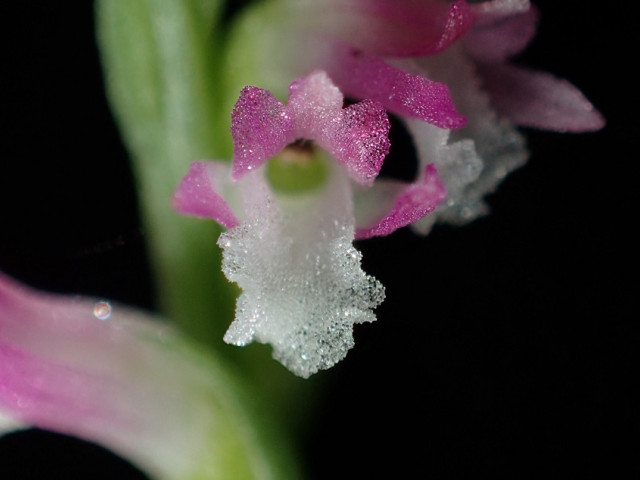 O nouă specie de orhidee, cu flori care seamănă cu obiecte din sticlă ...